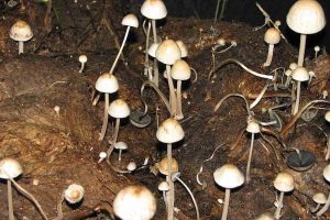 Elephant Magic Mushrooms - Frshminds